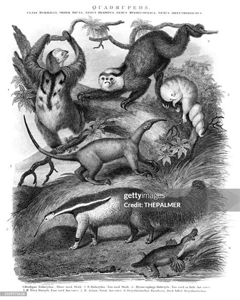 Sloth Ant Eater Platypus Copper Engraved Print The Oxford Encyclopedia 1828 High Res Vector