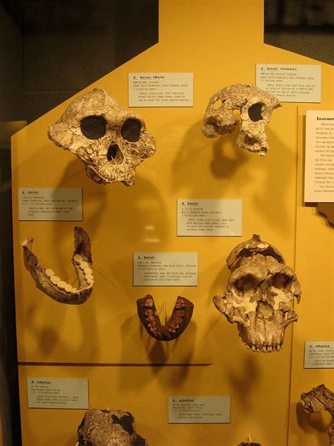 Βρέθηκαν τα πρώτα απολιθώματα χεριού του Paranthropus Boisei Ποια