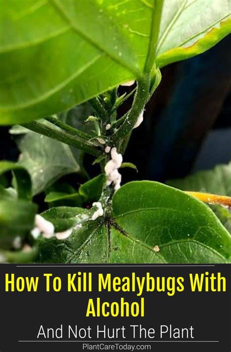 How To Kill Mealybugs With Alcohol And Not Hurt The Plant