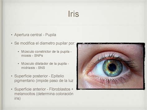 Introduccin A La Anatoma Y Fisiologa Ocular Dra