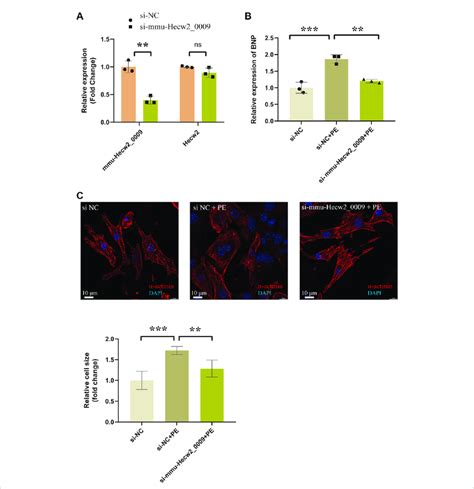 Figure9 Knock Down Of Mmu Hecw20009 Reduced Phenylephrine Induced