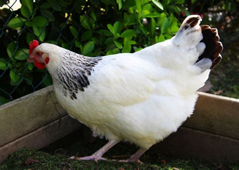 17 Gorgeous Black And White Chickens You Can Add To Your Flock