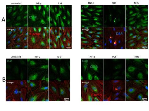 Immunofluorescence Staining For C5ar Dapi Nuclei Red F Actin