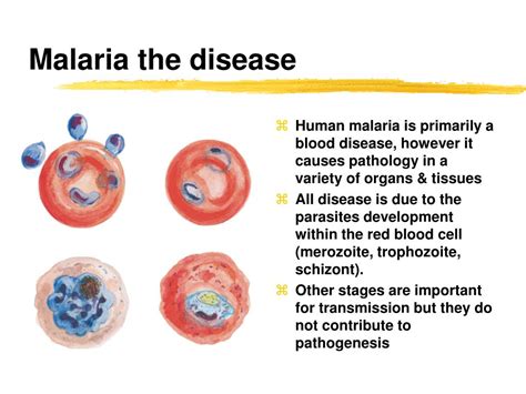 Ppt Malaria Pathogenesis Powerpoint Presentation Free Download Id