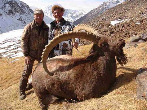 Tian Shan Ibex Hunts Ibex Hunting In Tajikistan