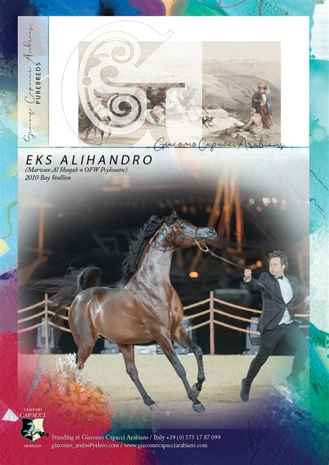Giacomo Capacci Arabians Special Purebreds Selection Eks Alihandro Arabian Essence Tv