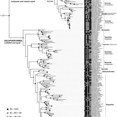 Pdf A Multi Gene Phylogeny Of Cephalopoda Supports Convergent