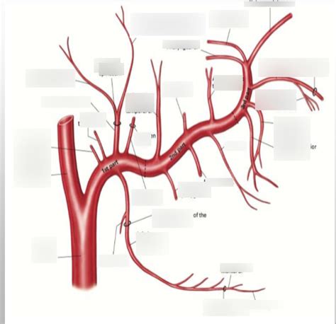 Maxillary Artery Branches Diagram Quizlet