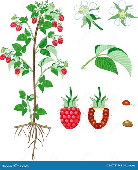Morphology Of Raspberry Shrub With Berries Green Leaves And Root