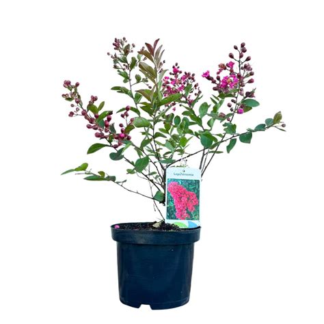 Lagerstroemia Indica Pettit Red ️ Roslinydomowepl