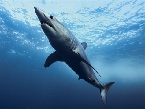 Mako Shark Images