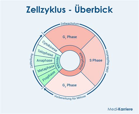 Zellzyklus Ablauf Funktion Und Bedeutung