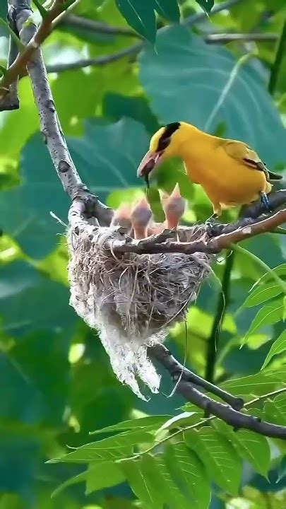 Burung Kepodang Youtube