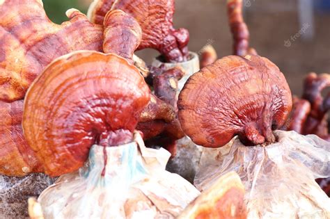 Premium Photo Ganoderma Lucidum In Farm