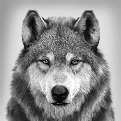 Artstation Wolf Portrait Different Angle Massimo Righi Wolf