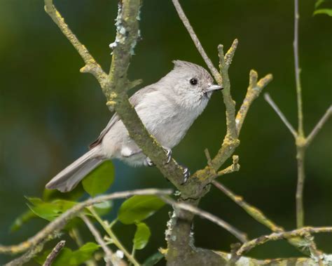 Oak Titmouse — Sacramento Audubon Society