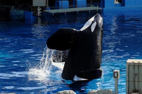 Captive Orca Profiles