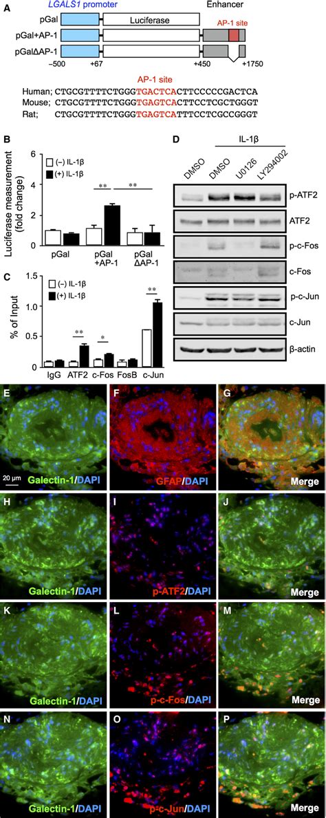 Requirement Of Akt‐ And Erk1 2‐dependent Ap‐1 Activity In Il‐1β‐induced