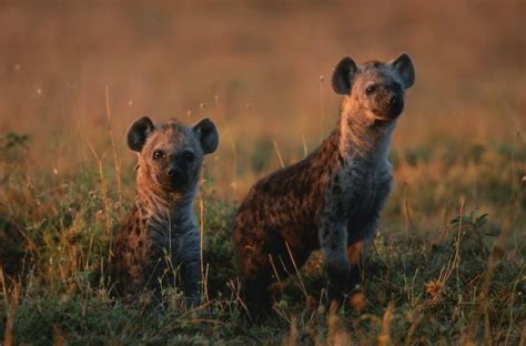 How Hyenas Gang Up To Fight Lion King