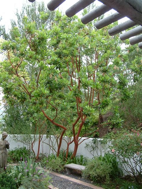 Arbutus Tree Artofit