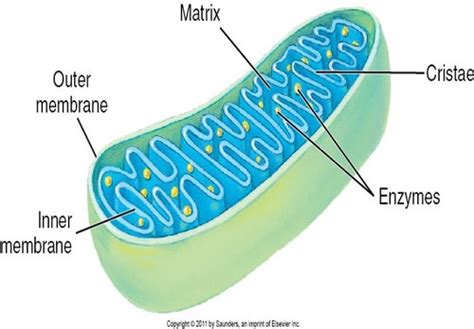 Anatomy Chapter 3 Flashcards Quizlet