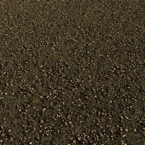 Forest Floor With Weeds And Leaves Texture Poliigon