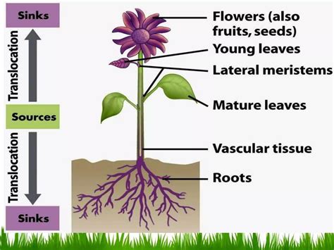 Source And Sink Relationship Pptxpptx