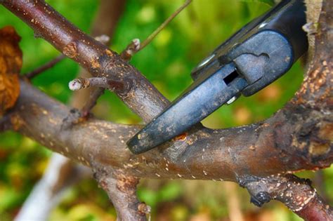 Growing Cinnamon Indoors A Comprehensive Guide To Cultivating Your Own