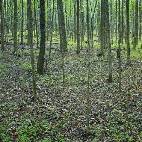 Eric Saunders — Pittsboro Gallery Of Arts