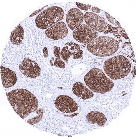 Melan A Msva 901m Ms Validated Antibodies