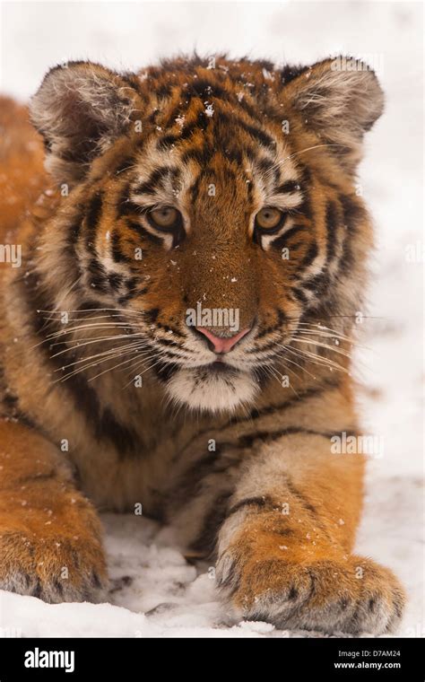 White Siberian Tiger Cubs In Snow