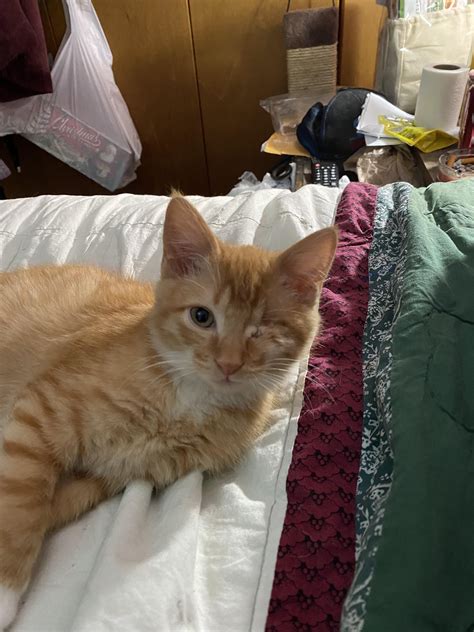 Bocephus The Pirate Rpiratekitties