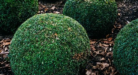 Buxinho Como Plantar Cuidar E Manter Esse Clássico Do Paisagismo