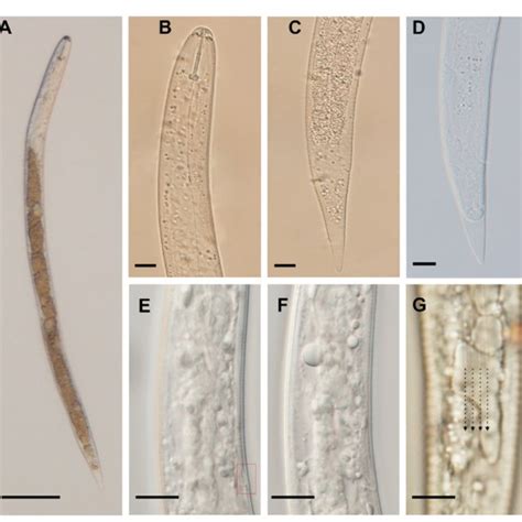Sem Micrographs Of Cactodera Chenopodiae N Sp A Cyst B Vulval Cone Download Scientific