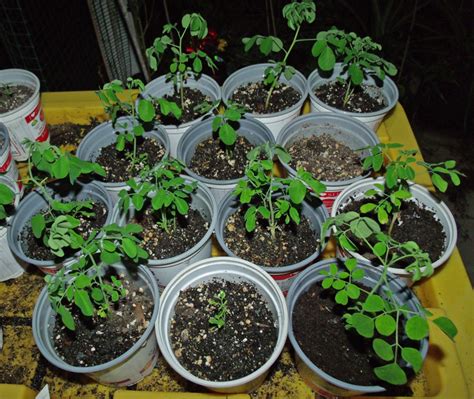 Moringa Tree Indoors