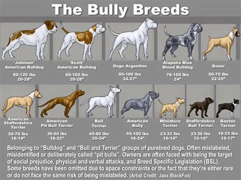 Pit Bull Terrier Size Chart Minimalist Chart Design