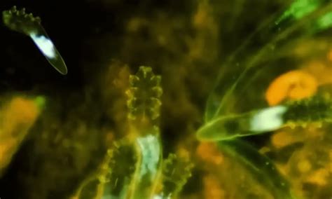 ఆ జీవులు మీ ముఖంపైనే శృంగారం చేస్తాయనే భయంకరమైన నిజం మీకు తెలుసా