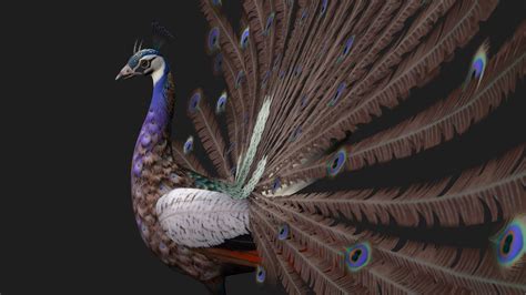 Peacock V2e Animated 3d Model By Animated3d