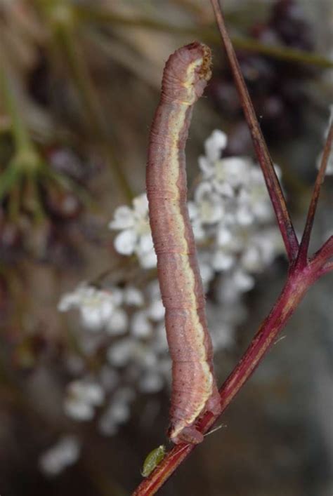 European Lepidoptera And Their Ecology Eupithecia Pimpinellata