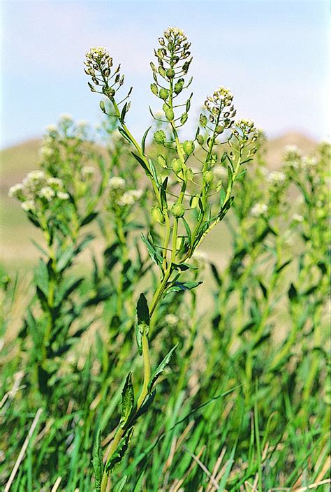 Toxic Plants In Dormant Pasture And Hay Field Pennycress