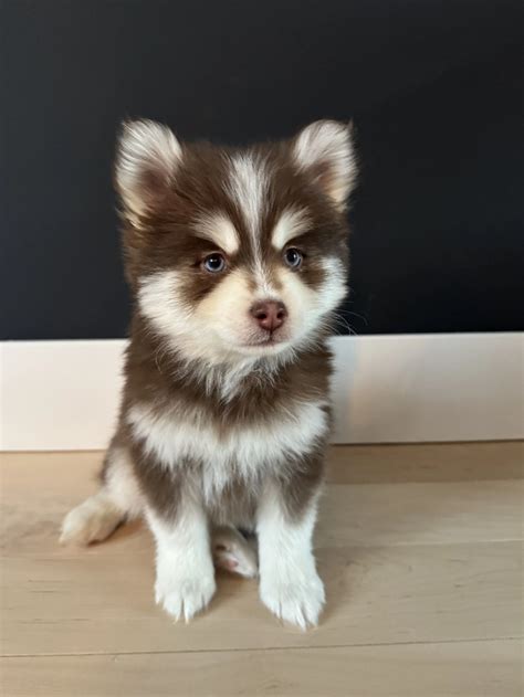 Available Puppies Pomsky Puppies Sale In Michigan Shipped Anywhere