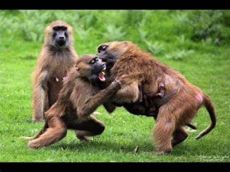 Monkeys Fighting In A Zoo Dar Es Salaam Tanzania Youtube