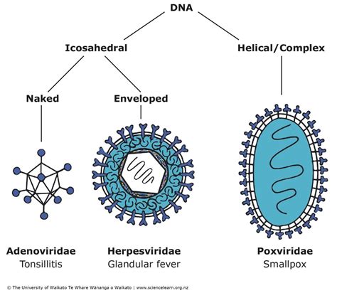Dna Viruses — Science Learning Hub