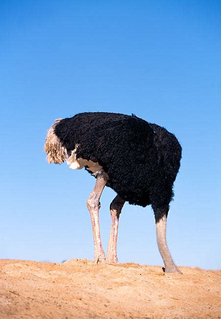 Ostrich Head In Hole