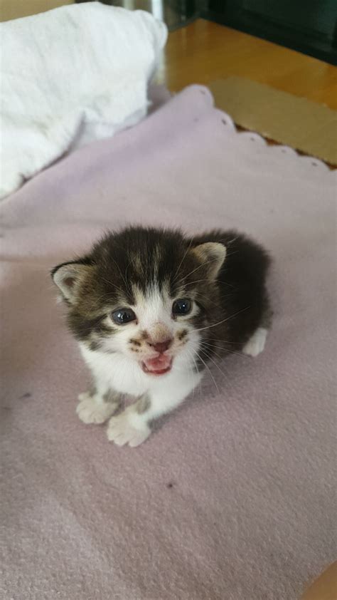 Hear Me Roar R Kittens