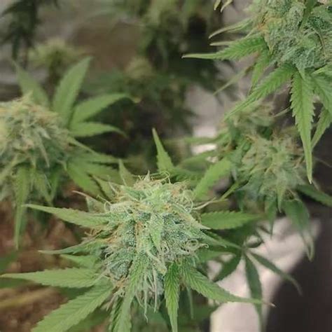 Northern Leaf Seeds Golden Bluezah 12 Reg Autoflower Seeds Great Lakes Genetics
