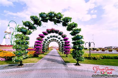 Dubai Miracle Garden The Worlds Biggest Natural Flower Garden With