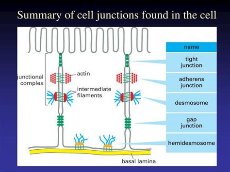Ppt Cell Junctions And Extra Cellular Matrix Ii Powerpoint
