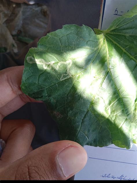 Aman Ullah On Linkedin Leaf Leaves Larvae Tomatoes Melon