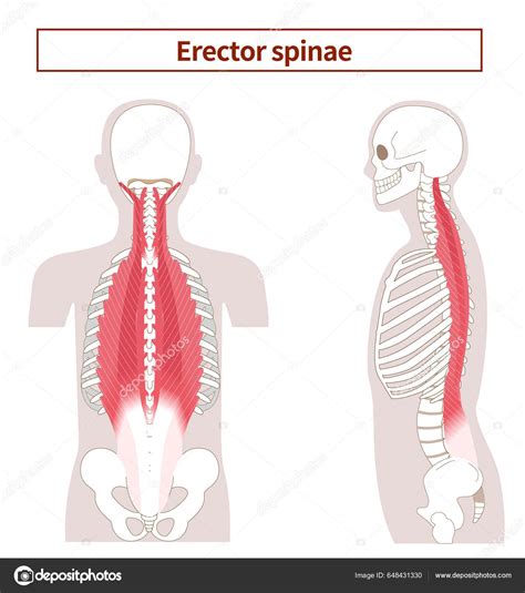 Back Muscle Anatomy Erector Spinae At Kathryn Saunders Blog
